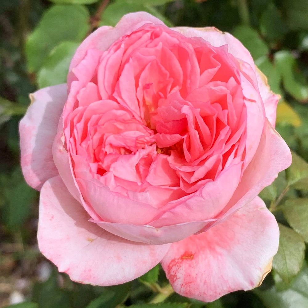 Heirloom Roses - Sweet Eloise™ Climbing Roses Rose Plant - Walmart.com