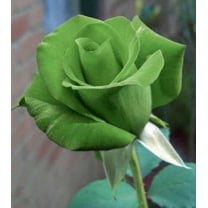 20 Orange Rose Bush Plant Seeds - Walmart.com