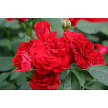 "Arborose® Kiss Me Kate Live Rose Plant, Fragrant Pink Climbing Rose ...