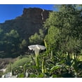 Toloache Datura Wrightii Sacred Moonflower Moon Lily Angel's Trumpet ...