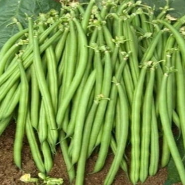 Burpee Organic Burpee's Stringless Green Pod Garden Bean Vegetable Seed ...