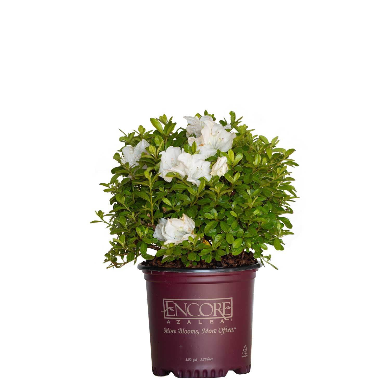 Encore Azalea Autumn Angel (1 Gallon) White Flowering Shrub - Full Sun ...