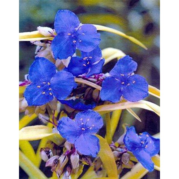 Sweet Kate Blue & Gold Spiderwort - Tradescantia - Gallon Pot - Walmart ...