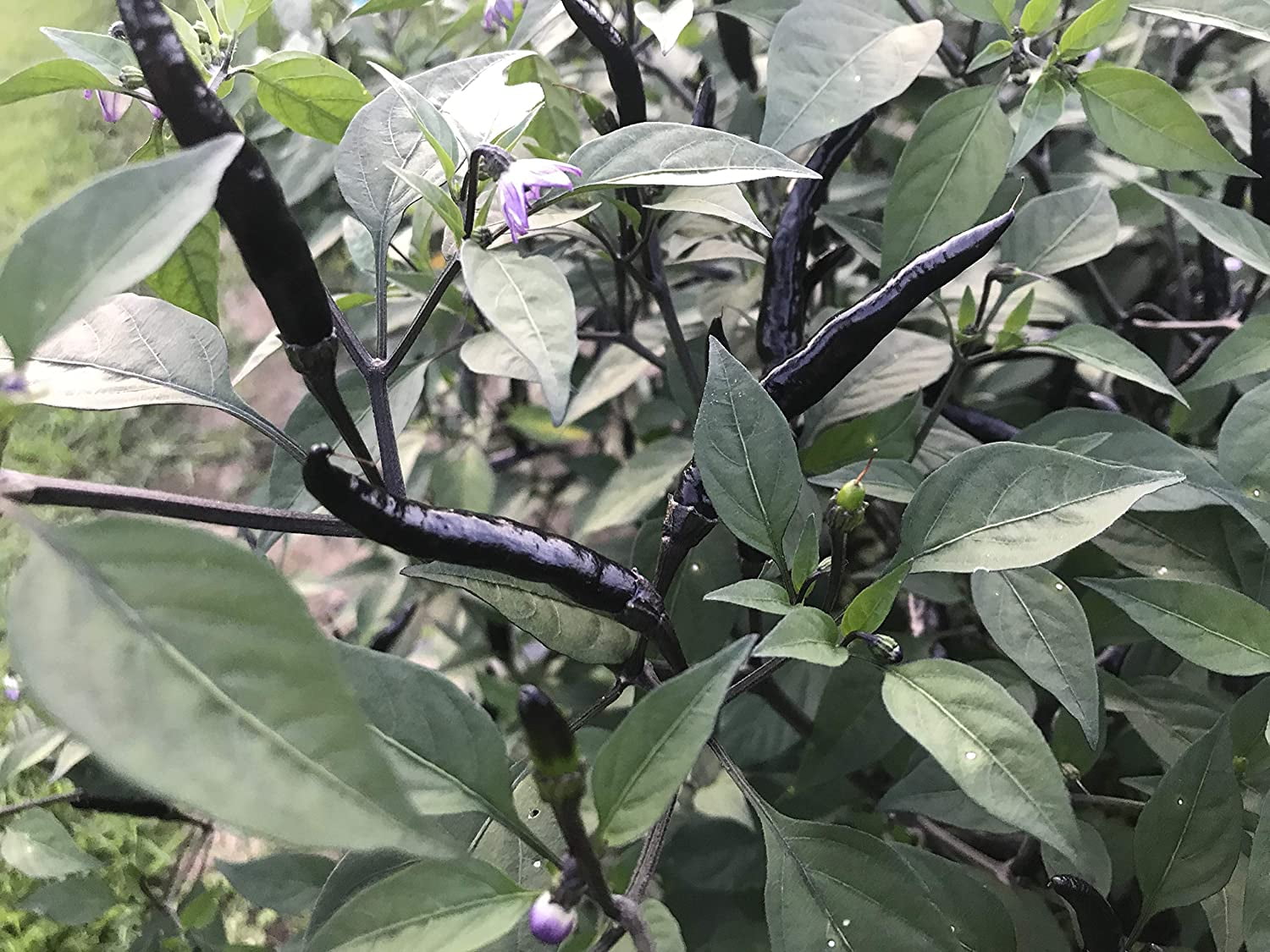 Black Thai Dragon Heirloom Chili Pepper Premium Seeds Packet - Walmart.com
