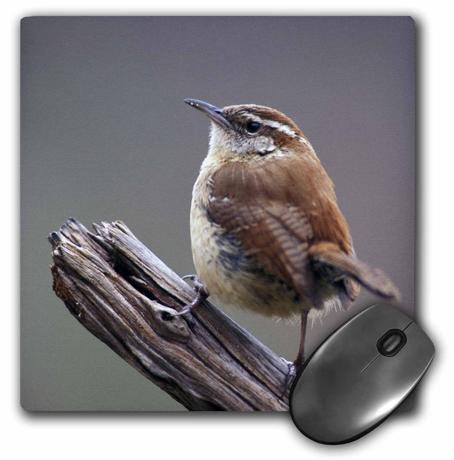 3dRose Carolina Wren bird - NA02 AJE0218 - Adam Jones, Mouse Pad, 8 by ...