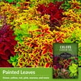 3 Packs Rainbow Mix Coleus Seeds - Non-GMO Heirloom Perennial Flowers ...