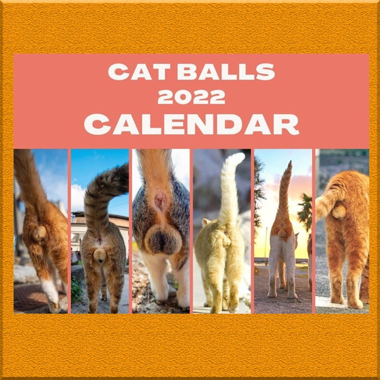 Funny Cat Pics With Captions 2022