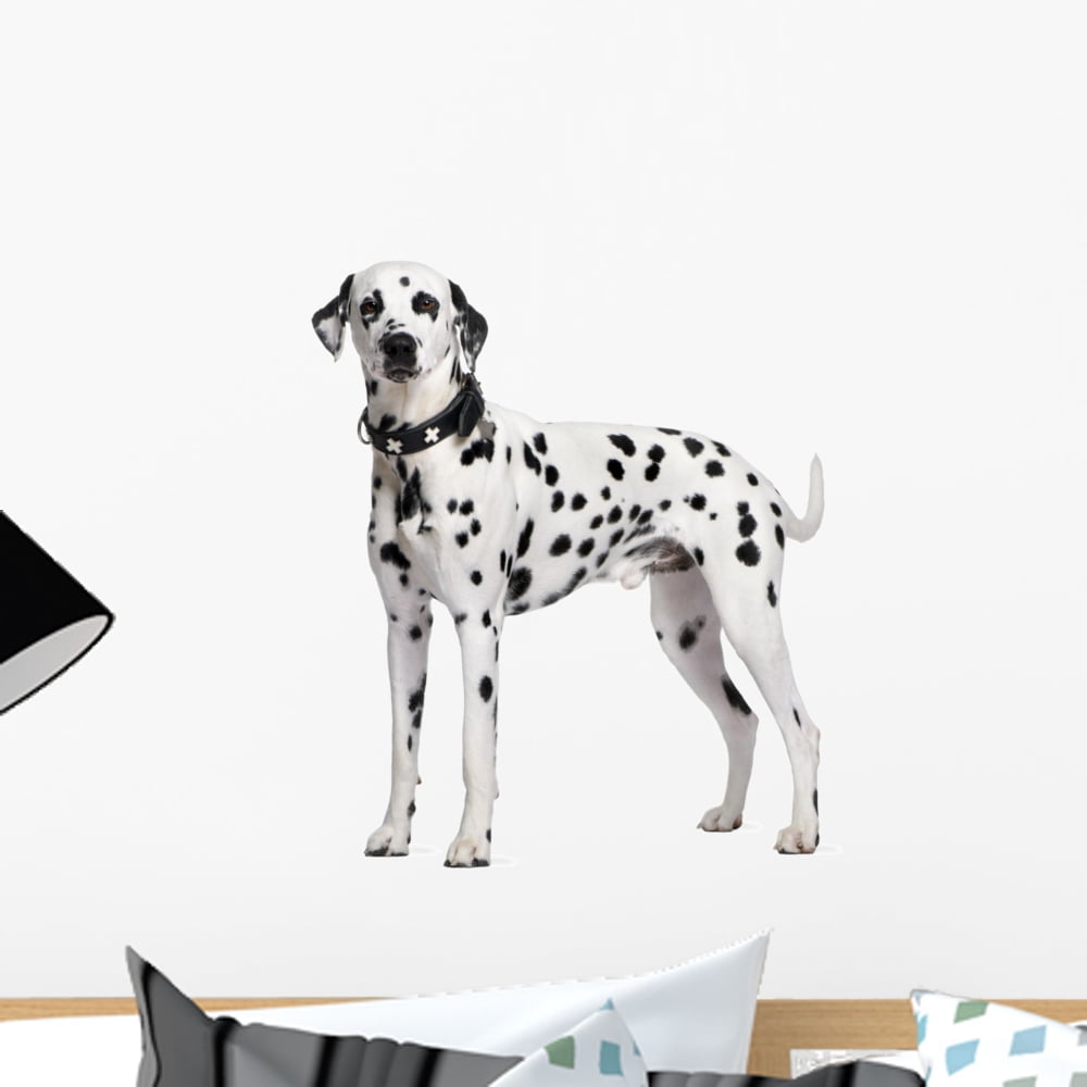 Dalmatian Standing Front White Wall Decal by Wallmonkeys Peel and Stick ...