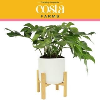 House Plant Dropship 4-MONSTERA-PERU 4 in. Monstera Peru Pot - Walmart.com