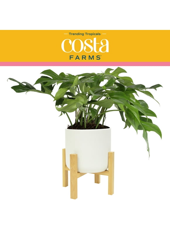 Monstera Plants in Indoor Plants - Walmart.com