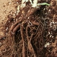 Awesome Luck Daylily Flower Roots - 3 Daylilies Per Pack - Huge Blooms ...