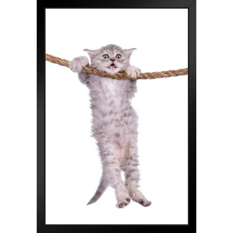 Inspirational Kitten