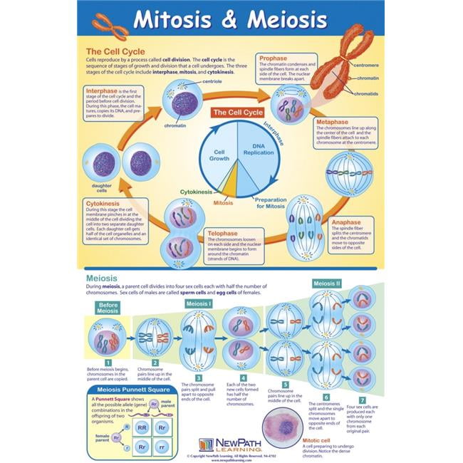 Mitosis & Meiosis Curriculum Mastery Poster - Walmart.com