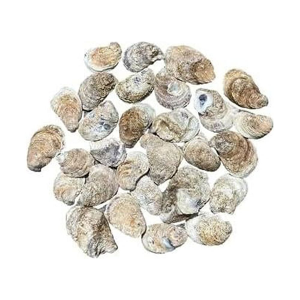 14+ Large Oyster Shells For Crafts - RoarkFilippos