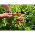 1500 Seeds LITTLE FINGERS CARROT Daucus Carota Vegetable Seeds ...