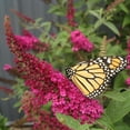 Butterfly Candy Li'l Raspberry Butterfly Bush in 1 Gallon Pot - Dwarf ...