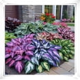 Midnight Blue Hostas-Rare Species Ornamental Value-Bloom Year After ...