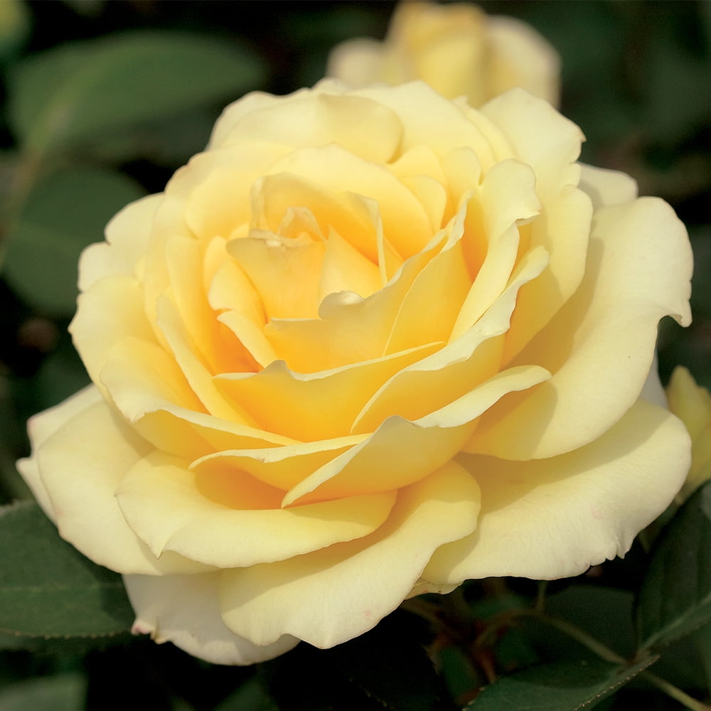 Heirloom Roses Yellow Rose Bush - Summer Love™ Hybrid Tea - Fragrant ...