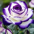 Rose For Planting-Easy Planting-Perennial-Gardens Decoration Premium ...