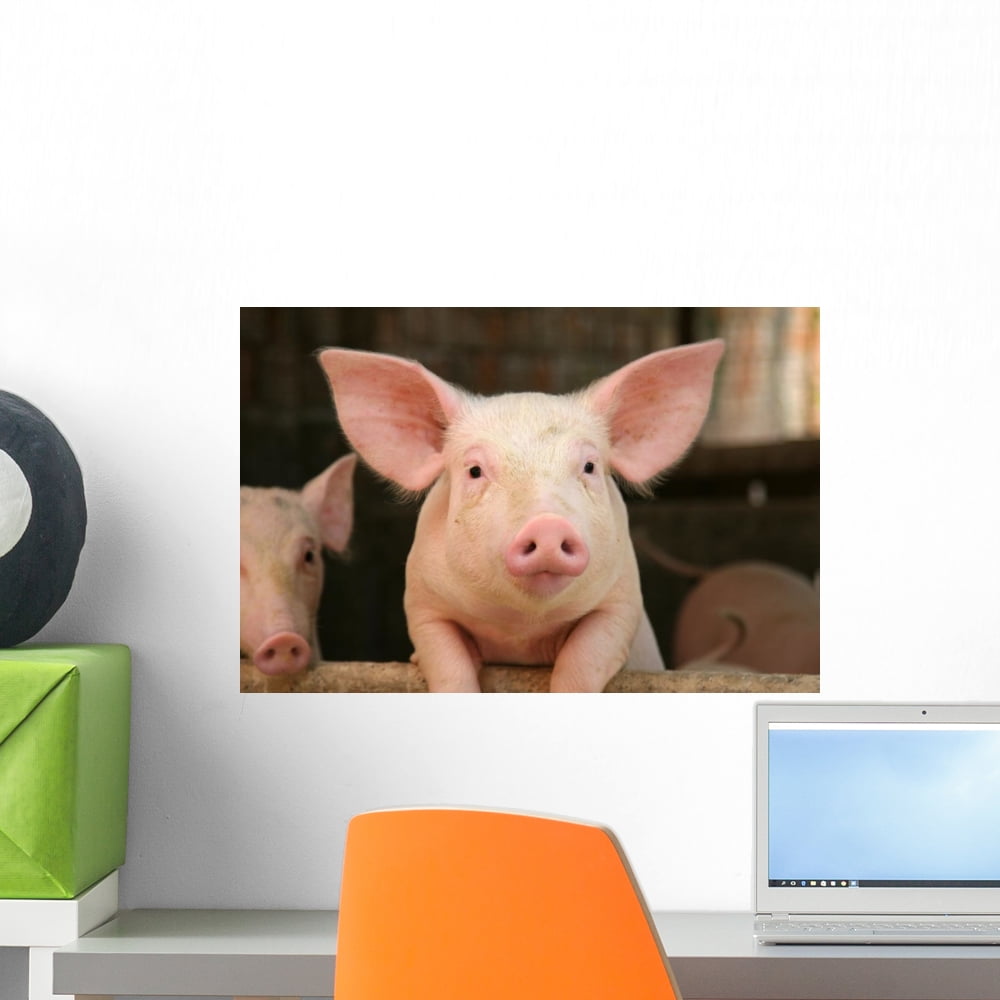 Cute Pig Wall Mural by Wallmonkeys Peel and Stick Graphic (18 in W x 12 ...