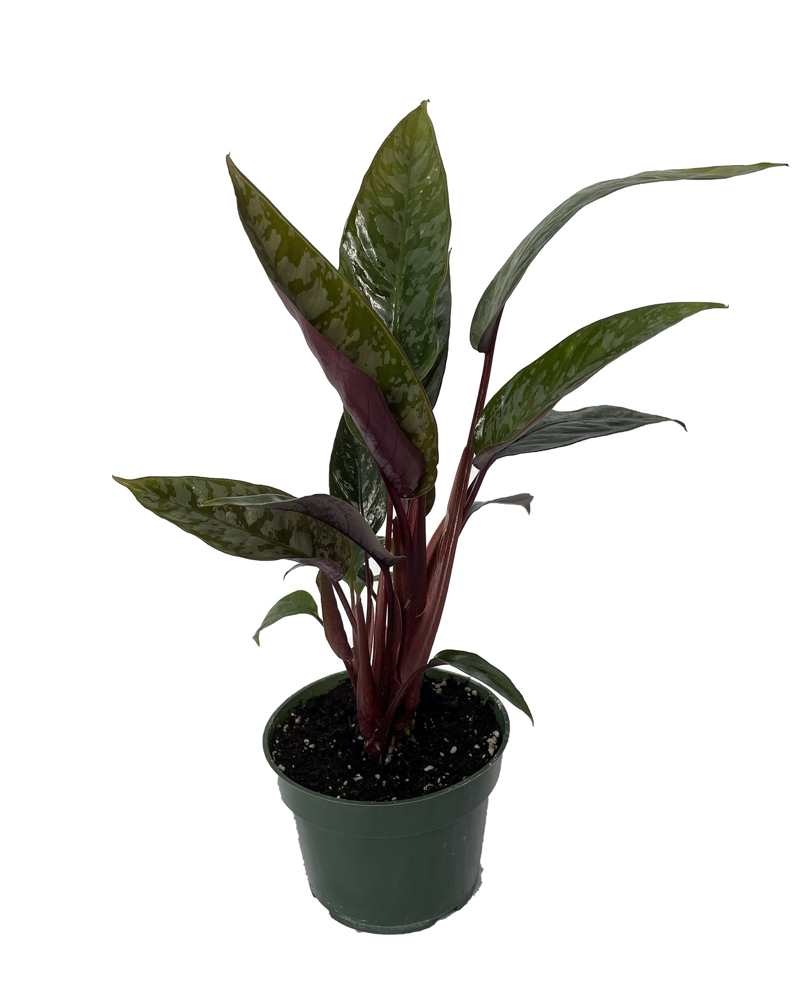 Purple Sword Homalomena - Apoballis ‘Lavallaei' - 4" Pot - Collector's ...