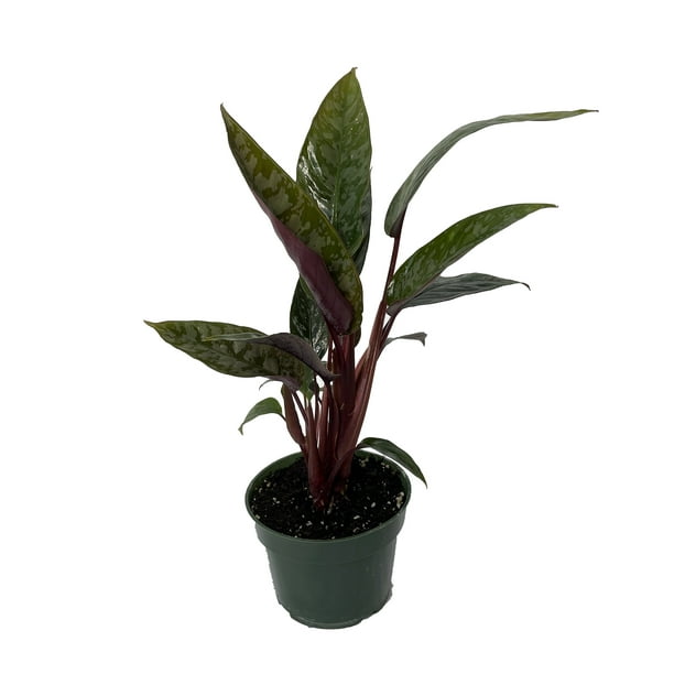 Purple Sword Homalomena - Apoballis ‘Lavallaei' - 4" Pot - Collector's ...