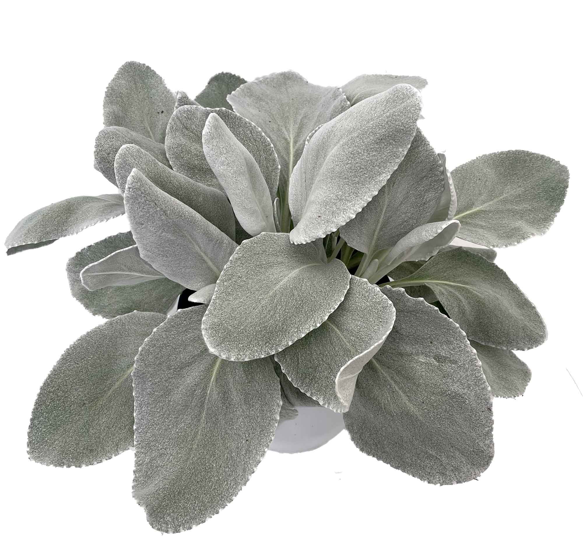 Angel Wings Succulent Plant - Senecio candicans - 6" Pot - Angelic ...