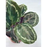Calathea Medallion Roseopicta 4 inch - Regal Rose & Rabbit Ear Prayer ...