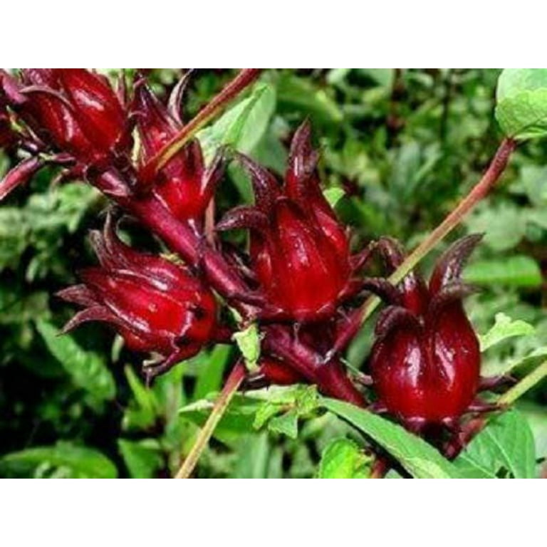 Rosella Plant