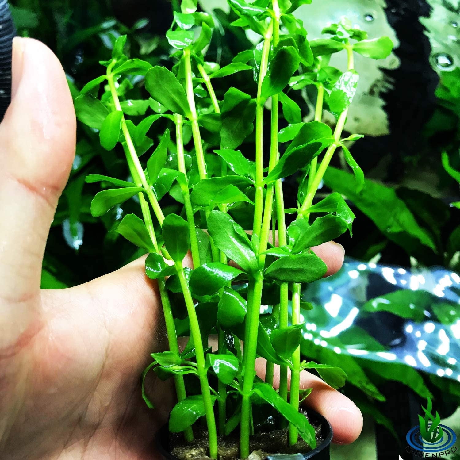 Bacopa Monnieri Aquarium