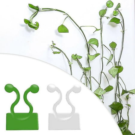Invisible Plant Climbing Fixture Clips Vines Wall Fixing Sticky Hook ...