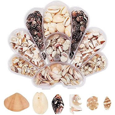 Floral Seashell Assorted Large Natural 500 Grams - Walmart.com