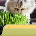 Entireivity Cat Grass Planting Box Soilless Cat Plant Hydroponic Planter Plastic Cat Catnip ...