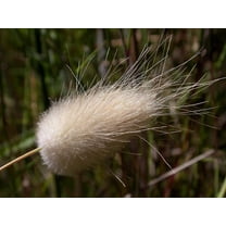 100 BUNNY TAILS GRASS (Hares Tail) Ornamental Lagurus Ovatus Seeds ...