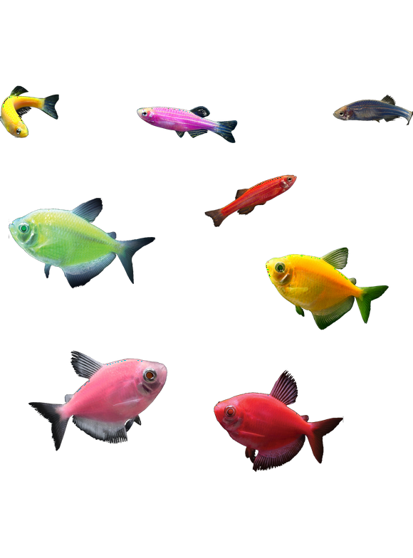 Live Aquarium Fish in Fish Supplies - Walmart.com
