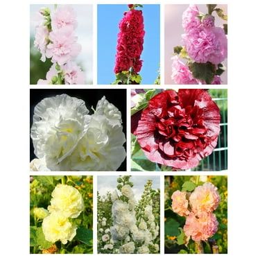 50 Mixed Colors HOLLYHOCK COUNTRY ROMANCE Mix Alcea Rosea Flower Seeds ...