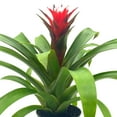 BubbleBlooms Live Indoor Real House Small Red Bromeliad, Guzmania ...