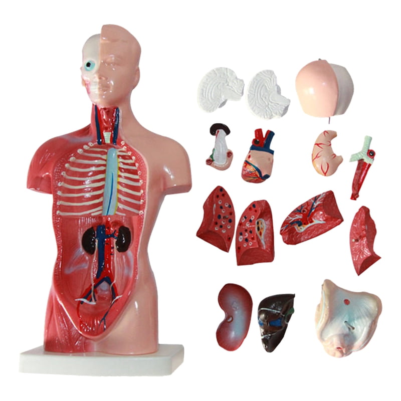 Esophagus Trachea Model