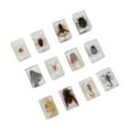 BESTSKY 12 Pcs Real Bug Specimens Transparent Resin Science Education ...