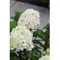 RedCrocus Little Lime Punch Panicle Hydrangea- Compact Garden Shrub for ...