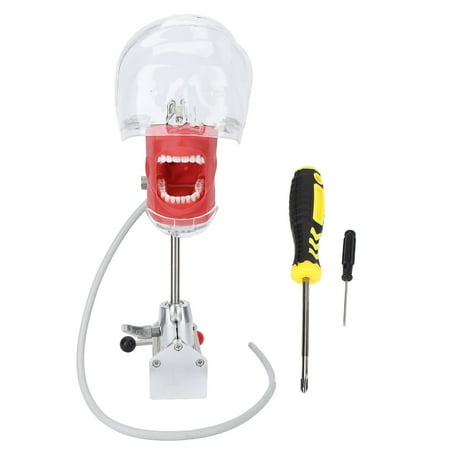 Dental Simulator Mannequin Head,Mannequin Head Teeth Model Head Teeth ...