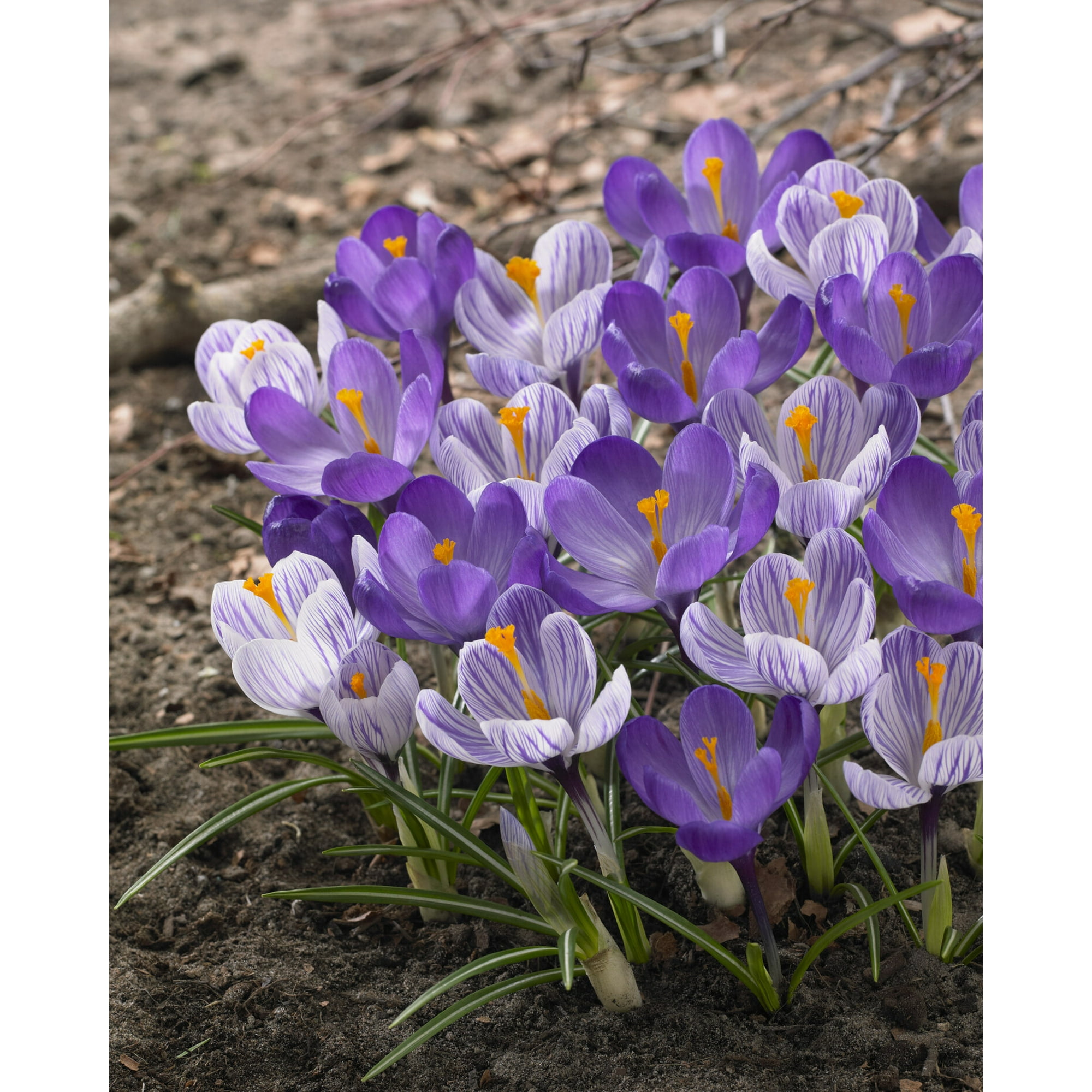 Click here for Tasc Crocus Vernus Flower Record & Pickwick prices