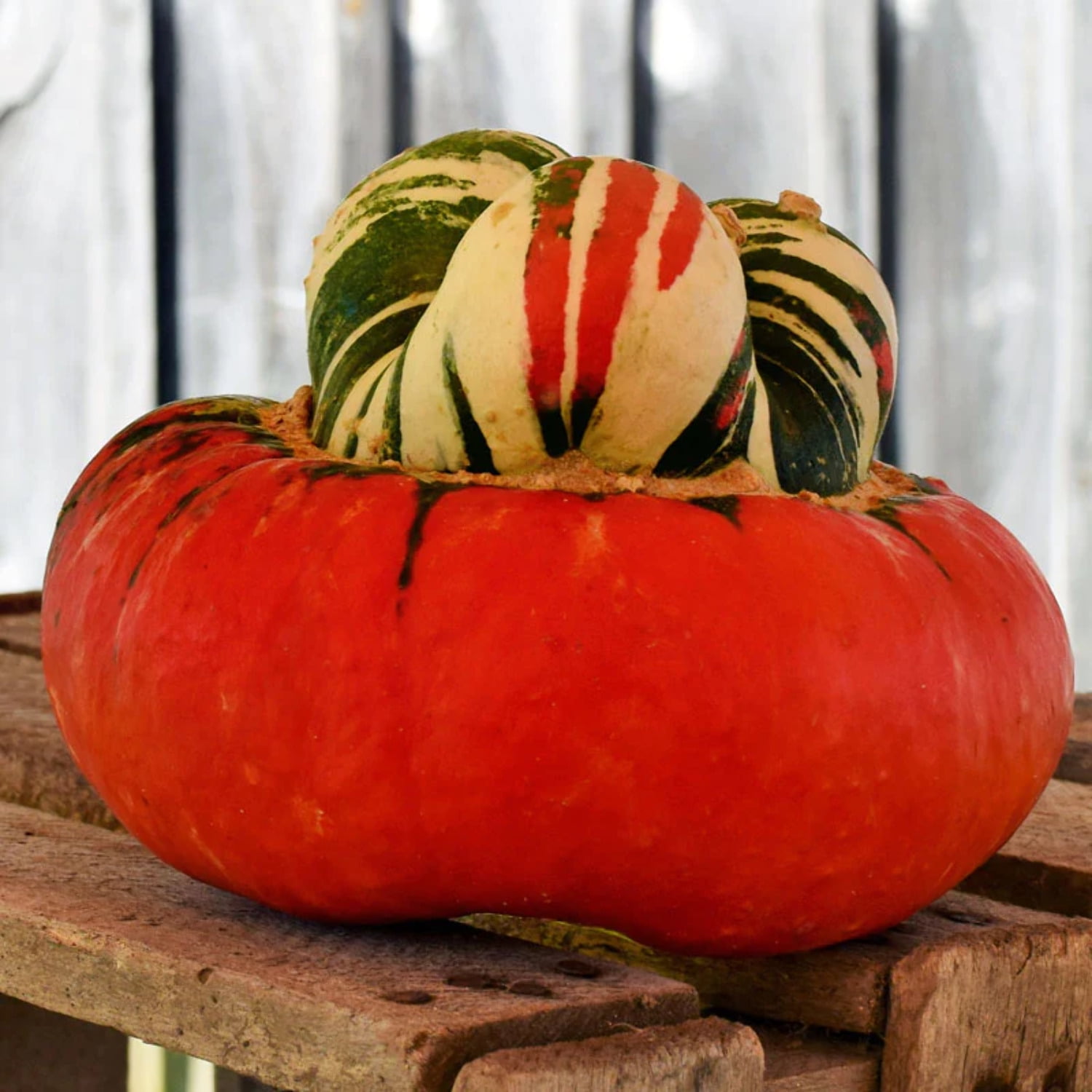 Gourd Seeds - Turks Turban Variety Gourd Seeds - Non-GMO - 25 Seeds ...