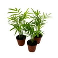 Neanthe Bella Palm 2 inch Set of 3 Chamaedorea elegans Bamboo Parlour ...