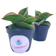 Barrel Cactus Assortment, 4 inch Set of 3, Easter Lily, Lemon Barrel ...