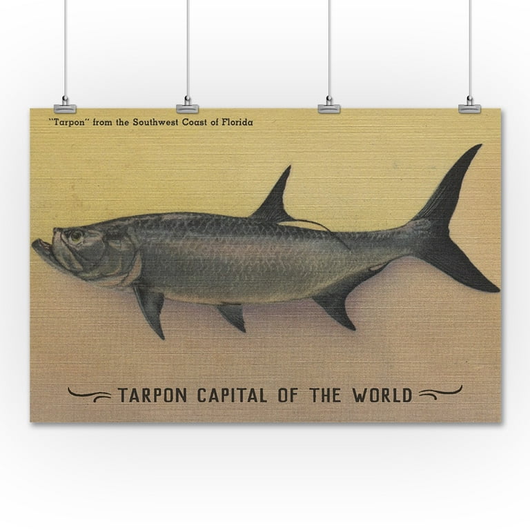 Tarpon Fish Art