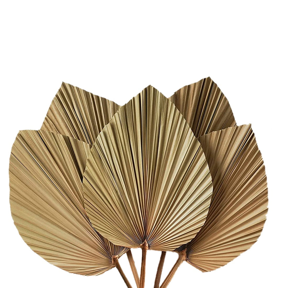 Click here for Unbranded Dried Palm Leaves Room Decor 5 Pieces -... prices