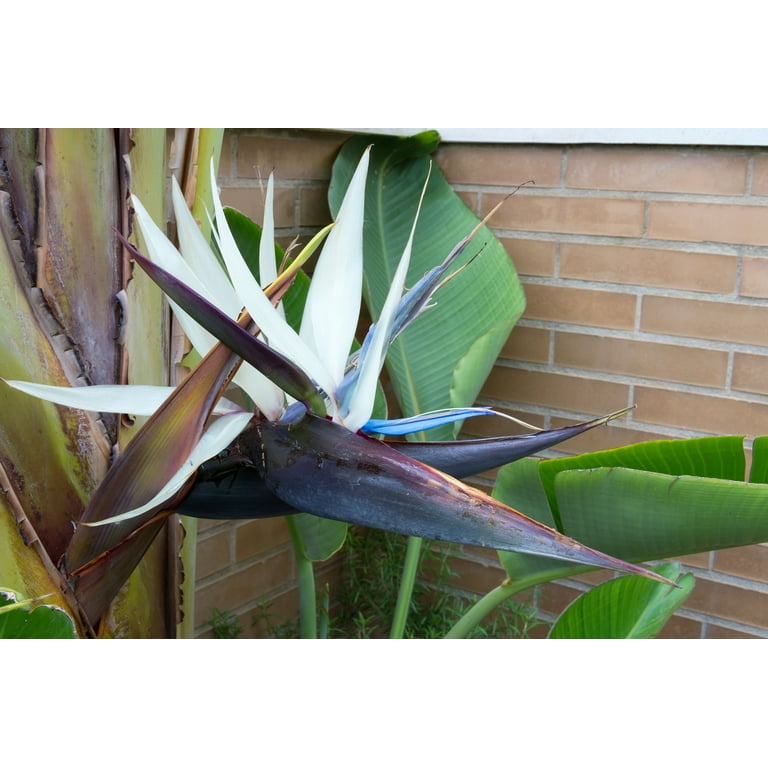 Strelitzia Nicolai Flower