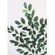 Silk Italian Ruscus Stem - 26" Tall - Walmart.com