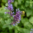 Outsidepride 2000 Seeds Perennial Nepeta Mussinii Catmint Herb Garden ... Outsidepride 2000 Seeds Perennial Nepeta Mussinii Catmint Herb Garden ...